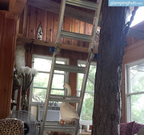 Tree house Rental in Missouri