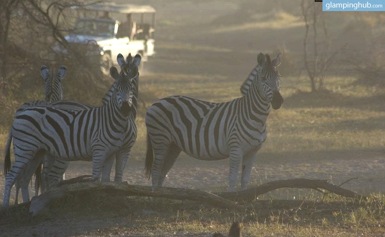 Luxury Safari Botswana | Botswana Glamping